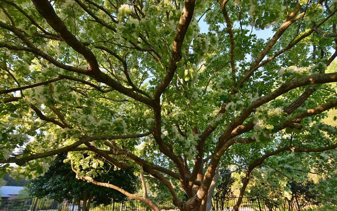 Project Learning Tree Nature To The Classroom project-learning-tree-nature-to-the-classroom