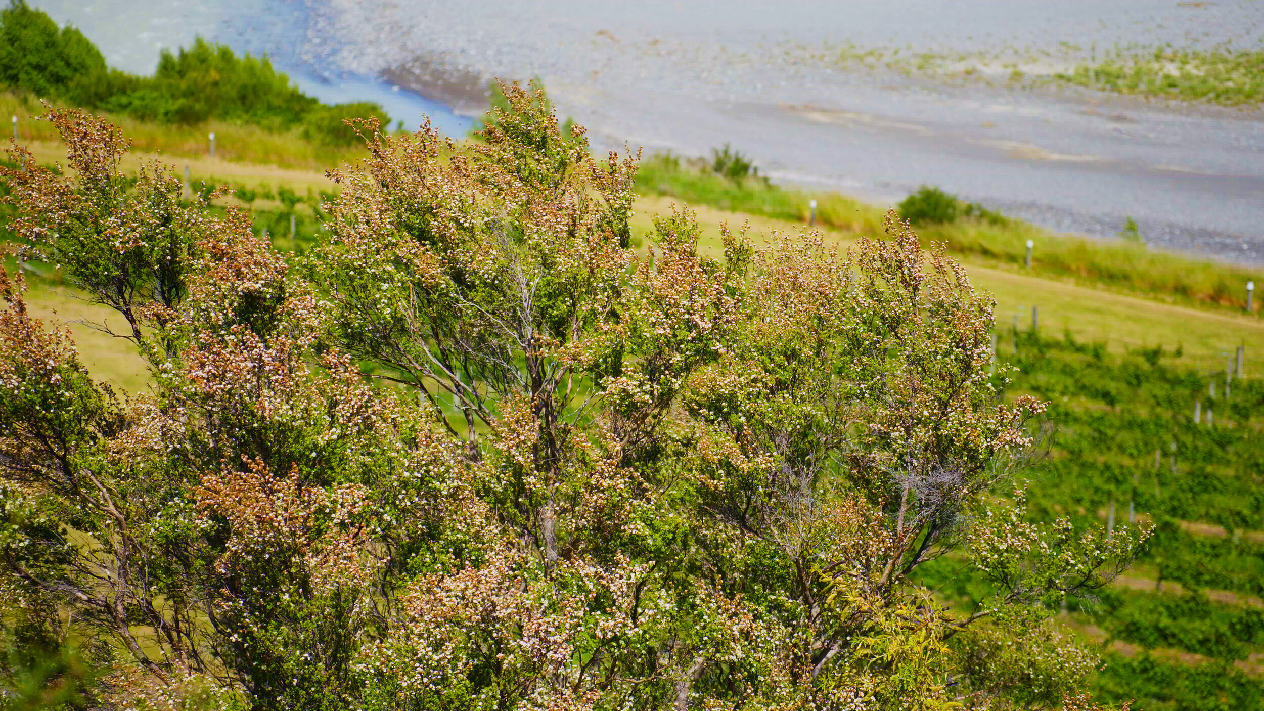 Our thanks to you — Kono