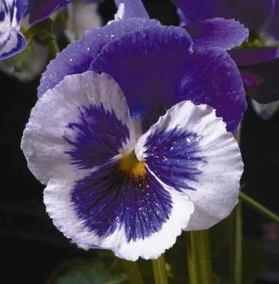 Very cool: Pansies for spring and fall — Valerie's Garden Diary