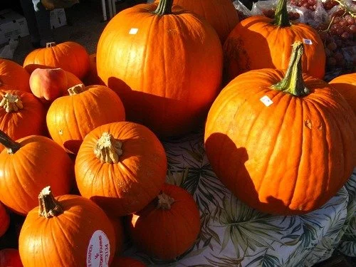 Pumpkin picking time — Valerie's Garden Diary