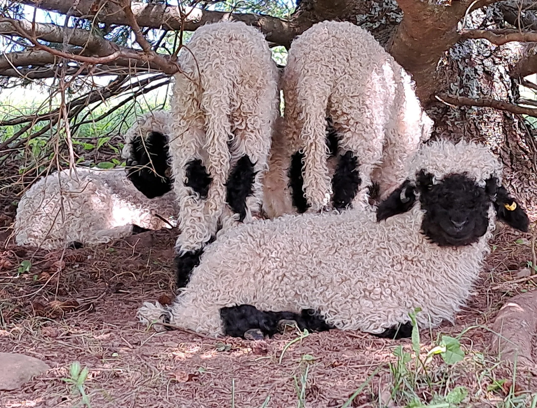 Black Nose Valais Sheep — DOVER FARM