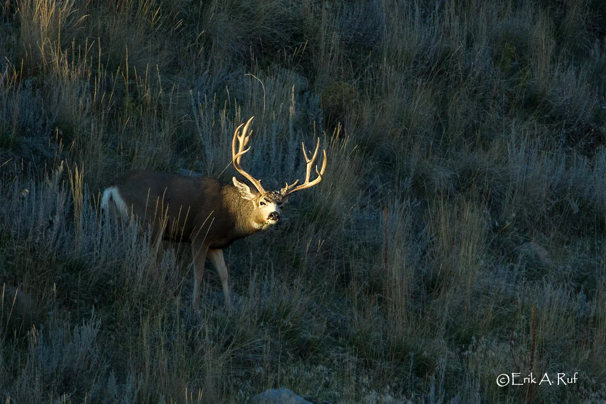 Muleys — Ruf Country Images