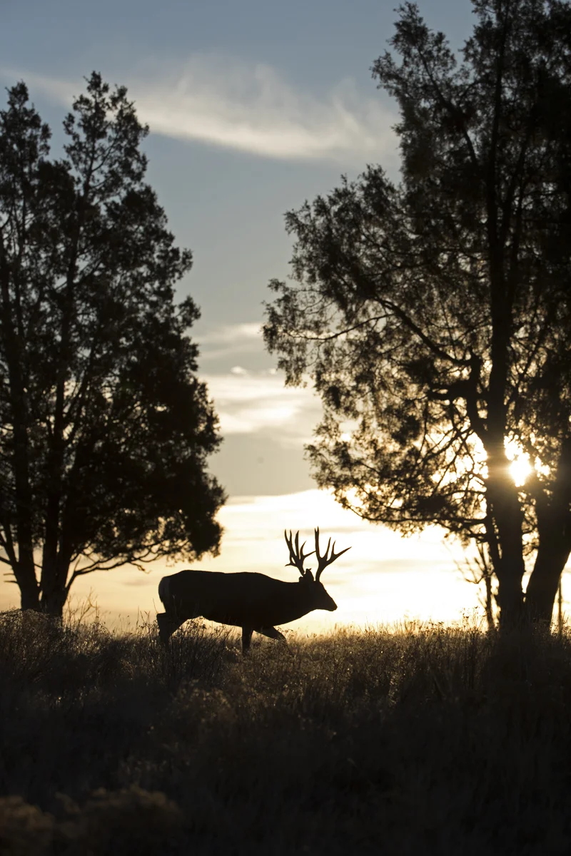 Muleys — Ruf Country Images
