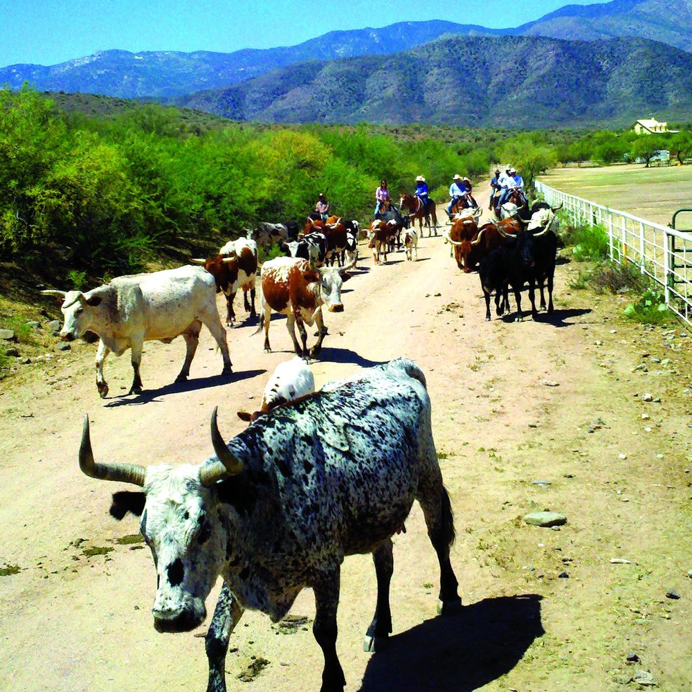 Bumble Bee Ranch Adventures