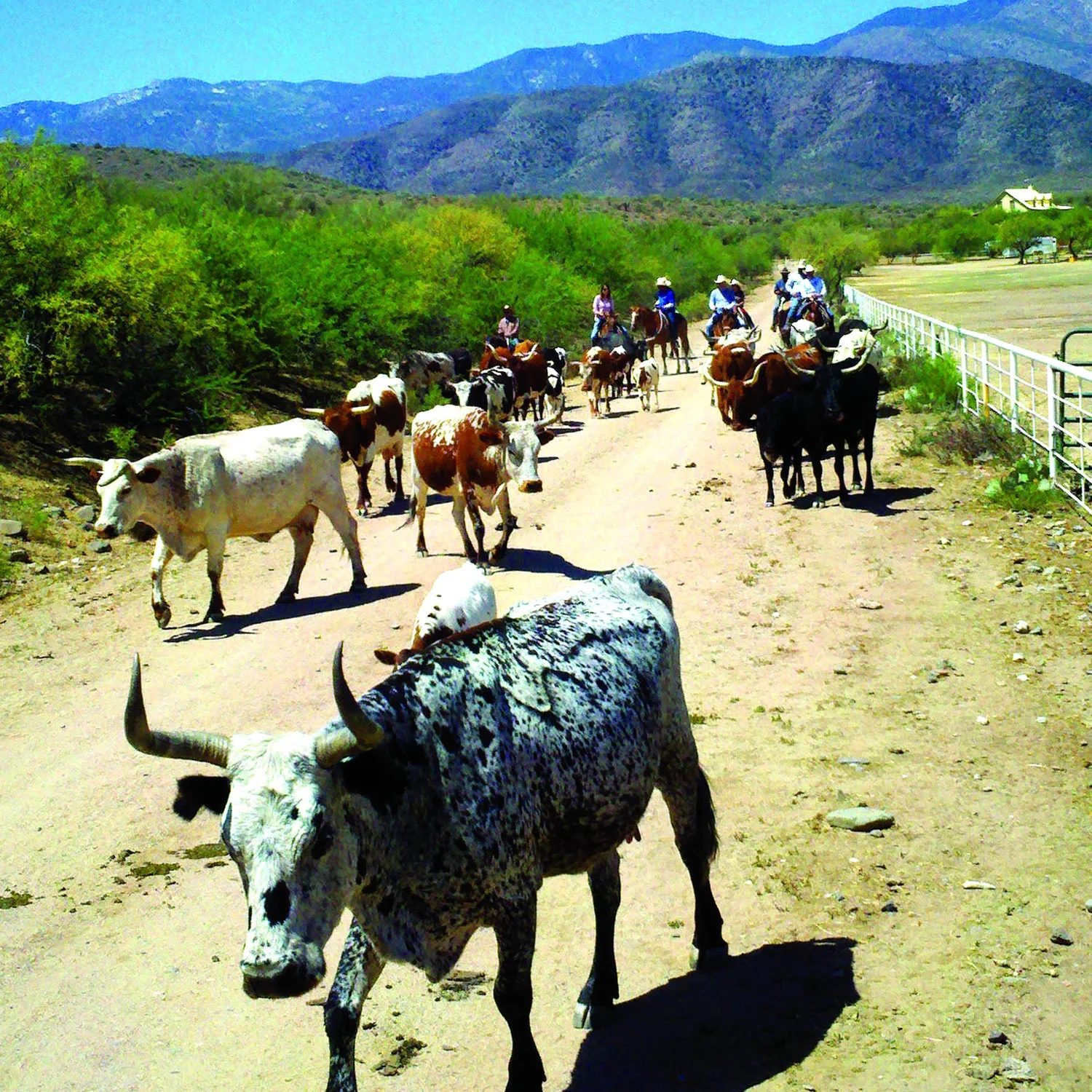 Bumble Bee Ranch Adventures