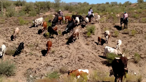 About BBR — Bumble Bee Ranch Adventures