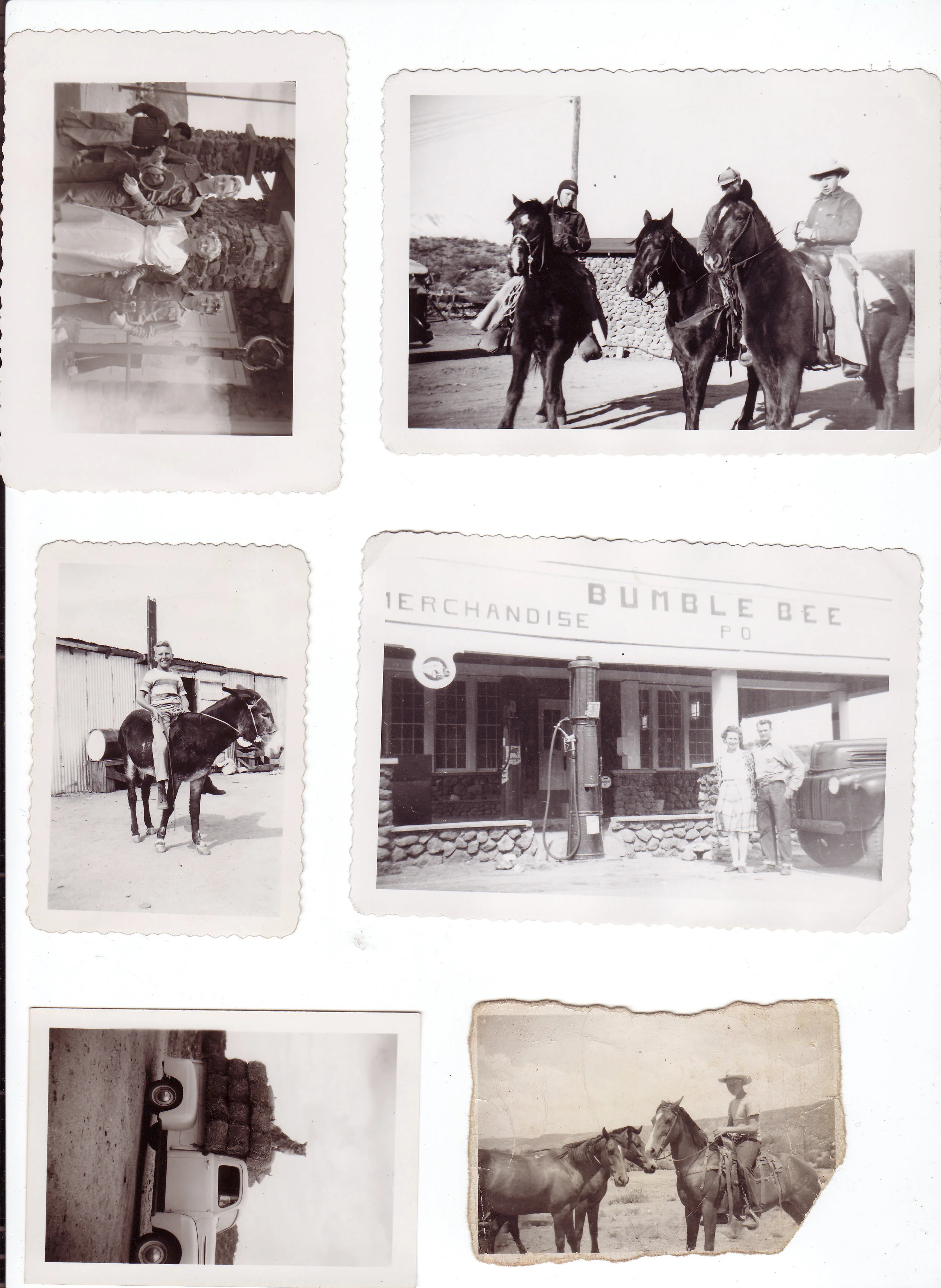 History of Bumble Bee — Bumble Bee Ranch Adventures