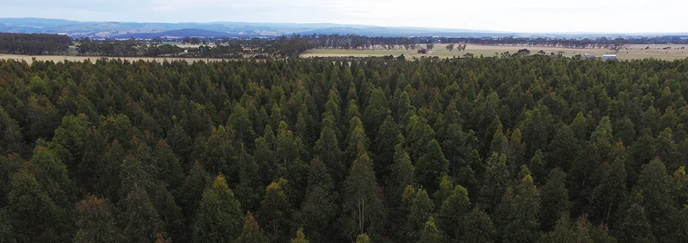 Beautiful Australian Hardwood Plantations — Heartwood Plantations