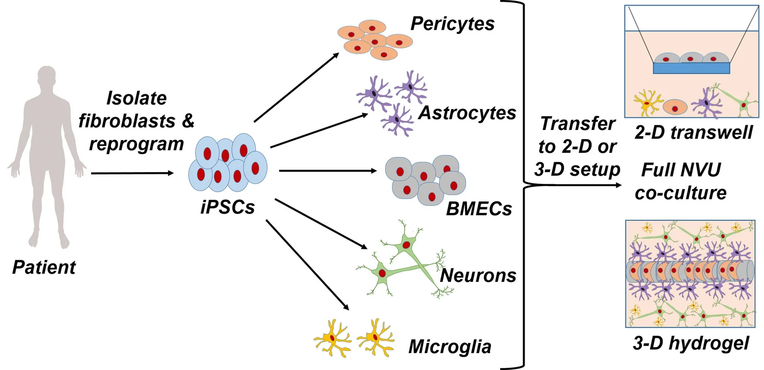 In vitro models of neurovasculature