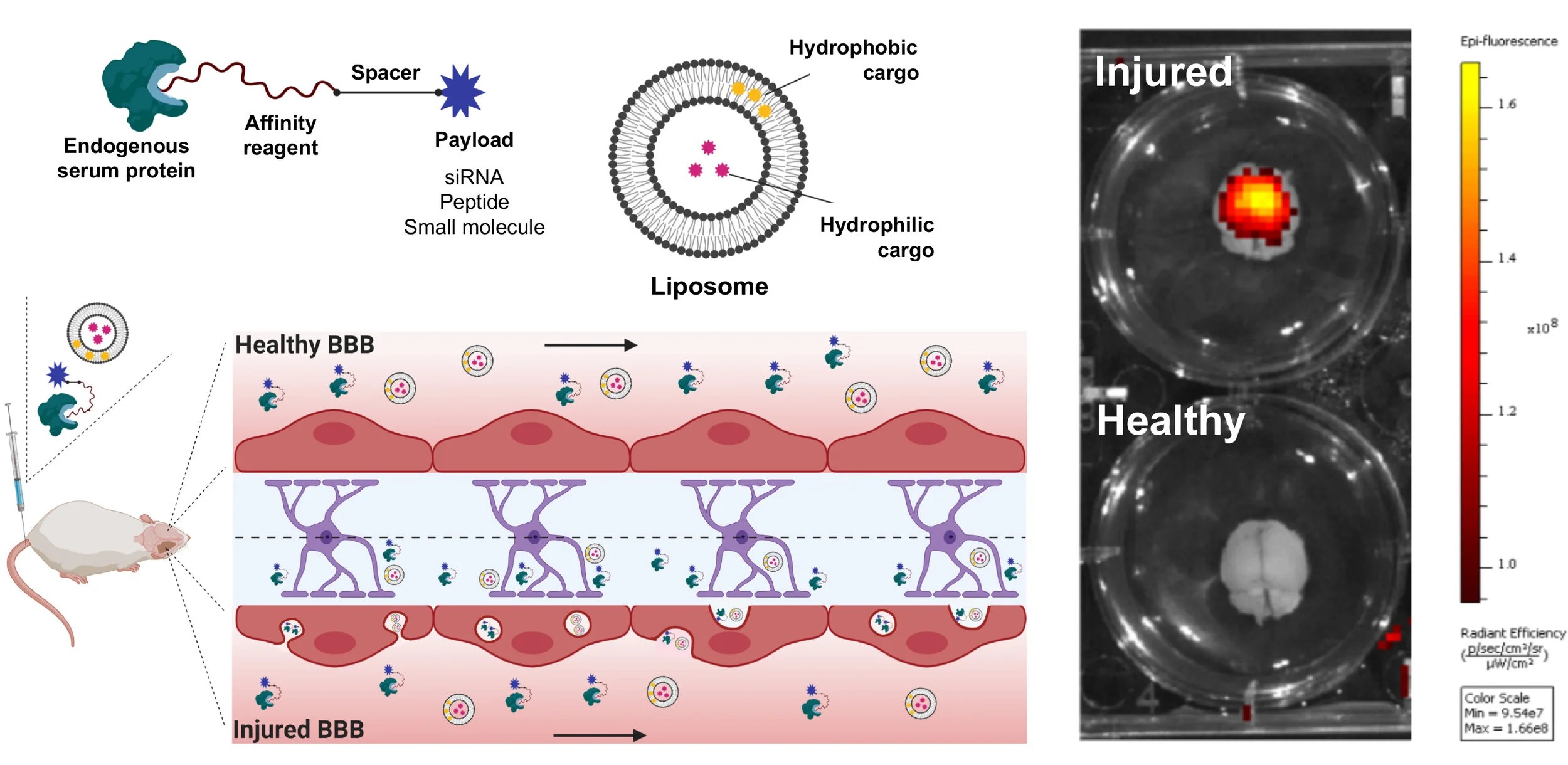 Drug delivery to and within the brain