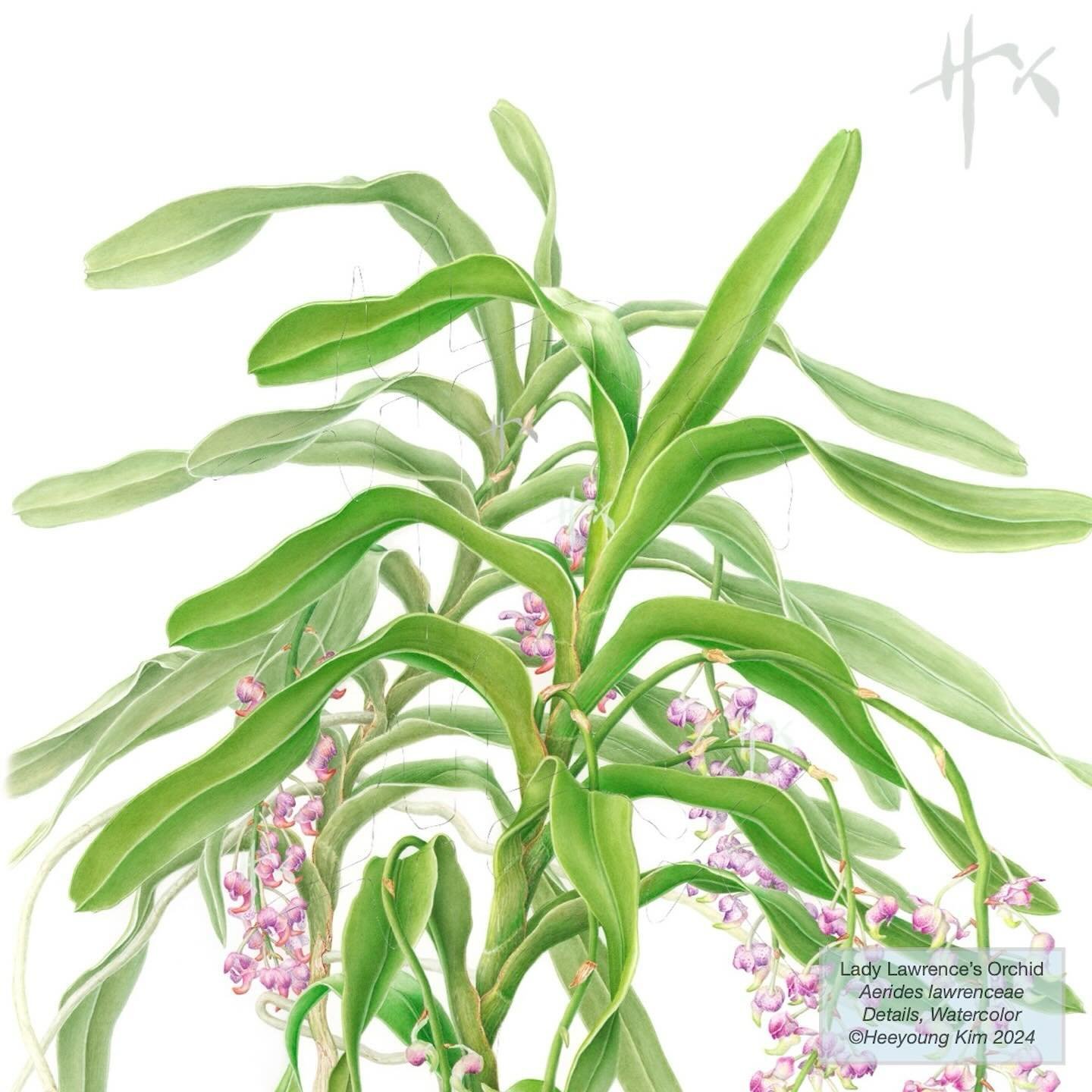 Botanical Art by Heeyoung Kim