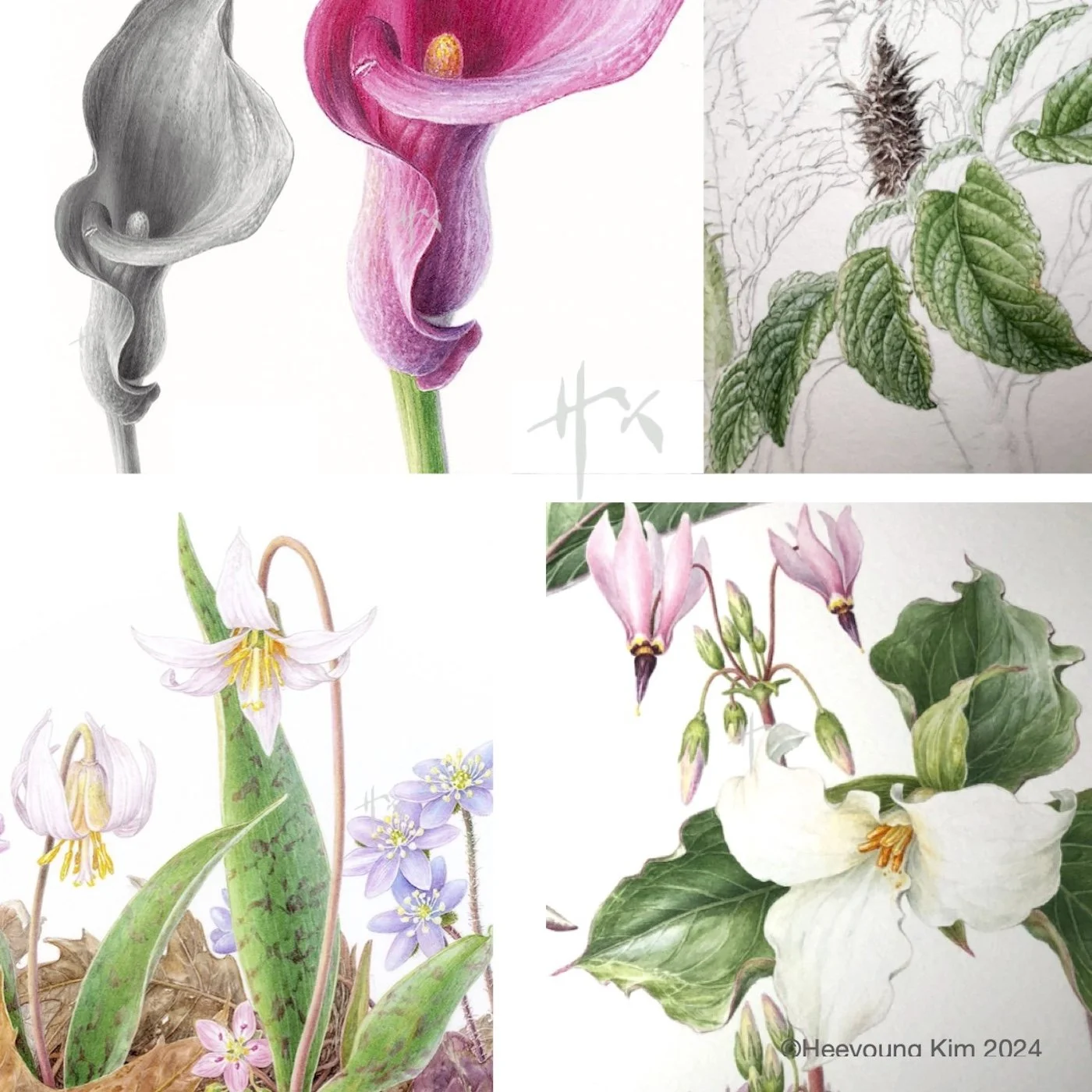 Botanical Art by Heeyoung Kim-Class Listing