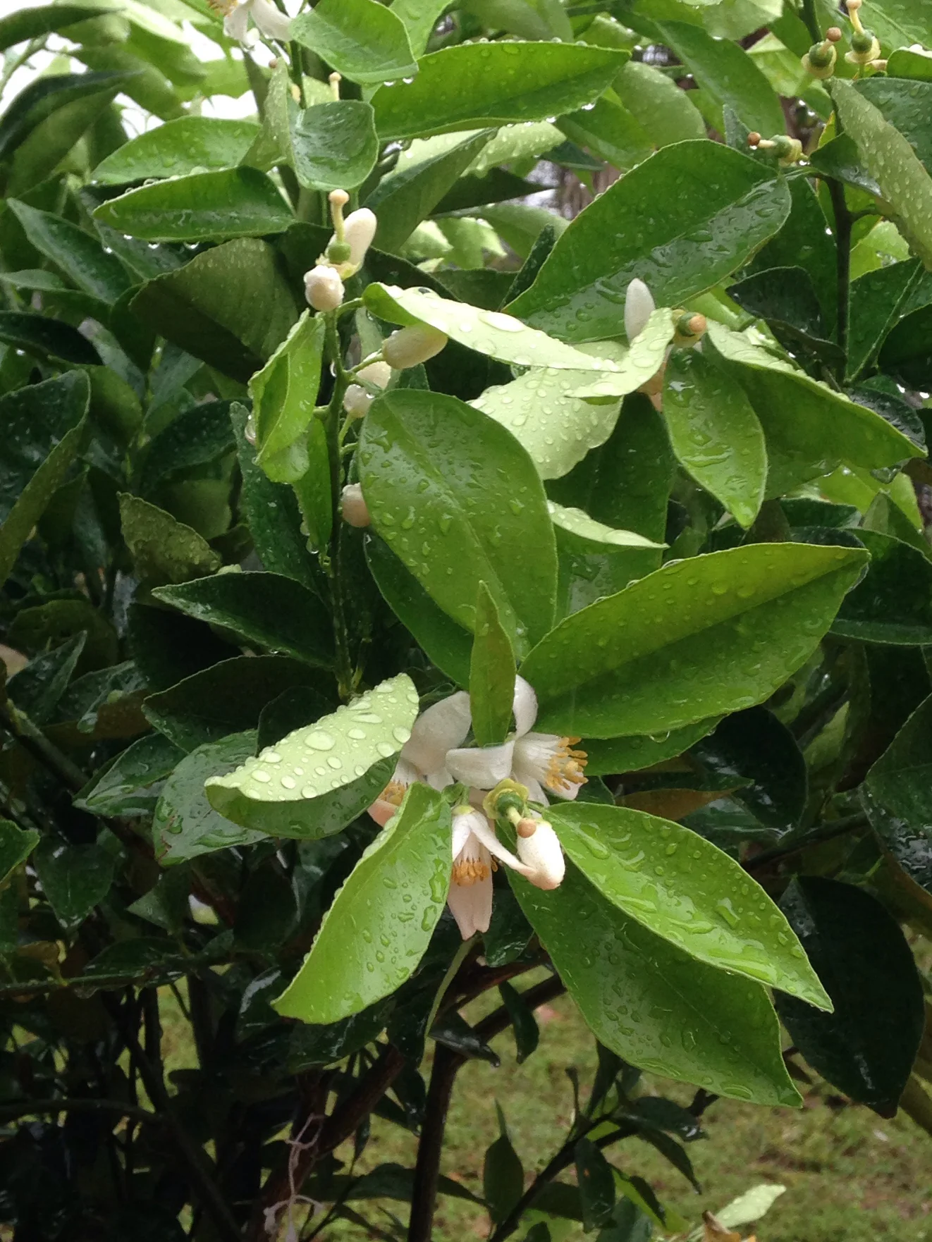 Spyke's Tropical Nursery, 95 Varieties of Fruit Trees