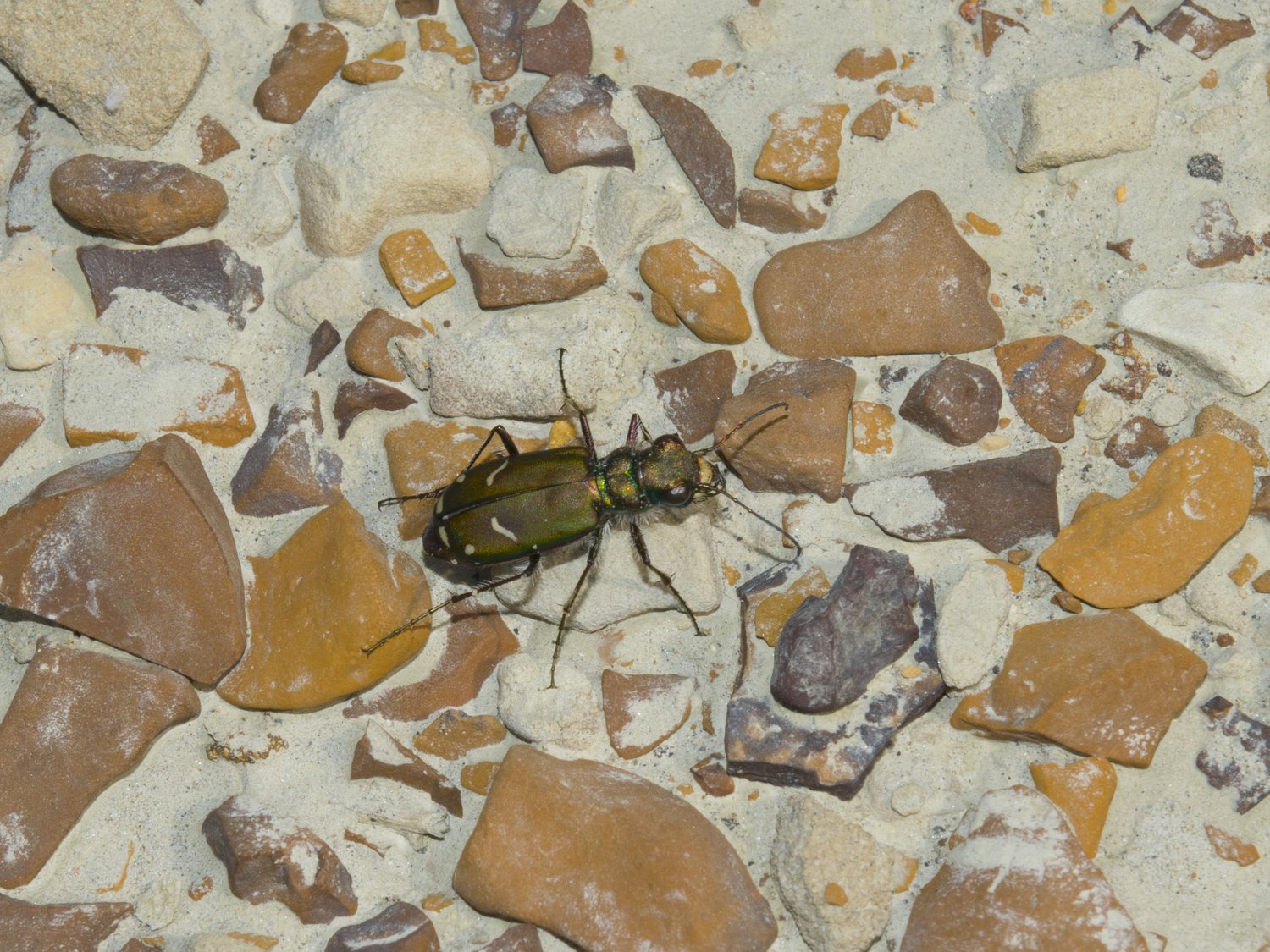 Nothing bad about it - a visit to the North Dakota badlands — Field Ecology