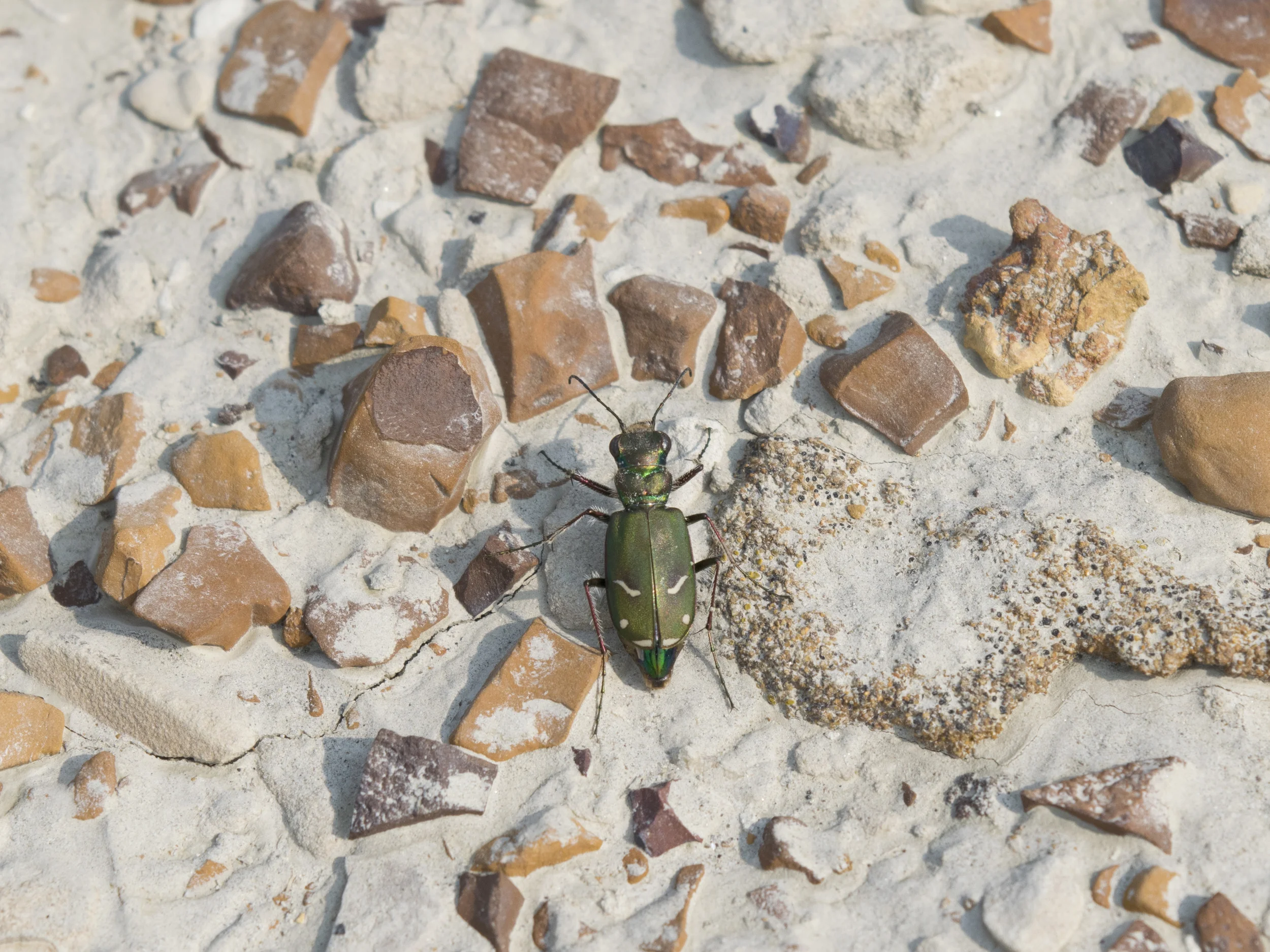 Nothing bad about it - a visit to the North Dakota badlands — Field Ecology