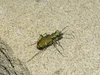 Nothing bad about it - a visit to the North Dakota badlands — Field Ecology