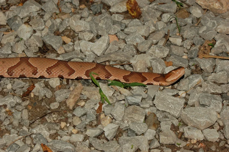 Snake Road: A Southern Illinois Reptilian Paradise — Field Ecology