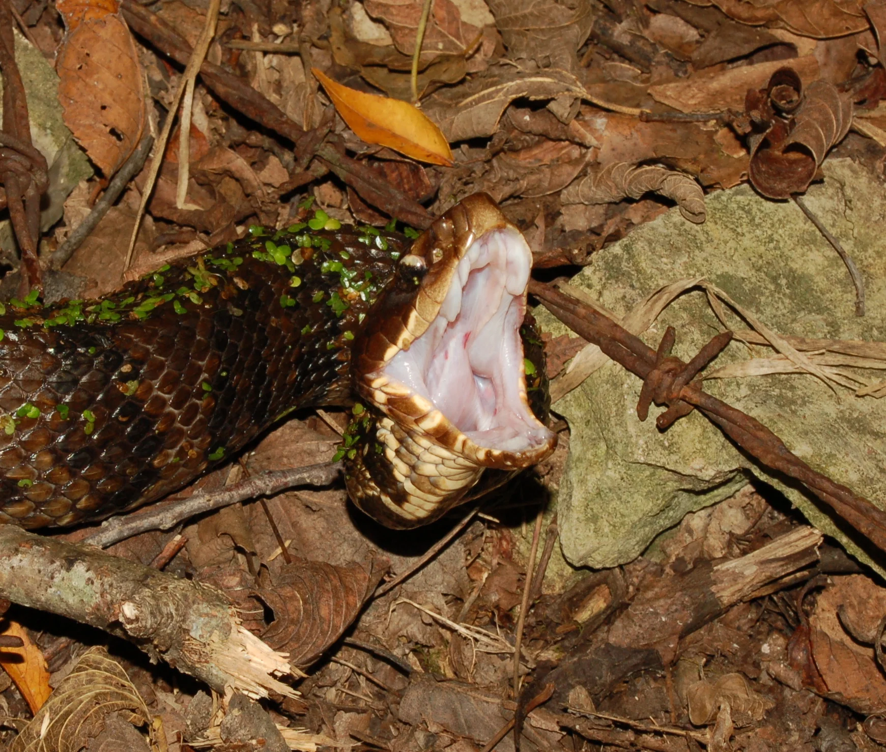 Snake Road: A Southern Illinois Reptilian Paradise — Field Ecology