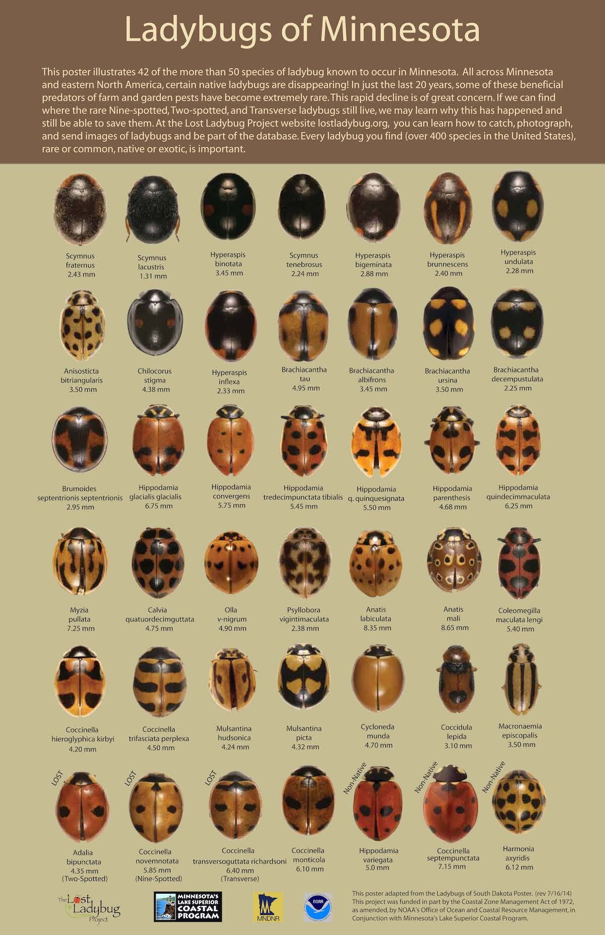Minnesota Ladybird Beetles (Ladybugs) — Field Ecology