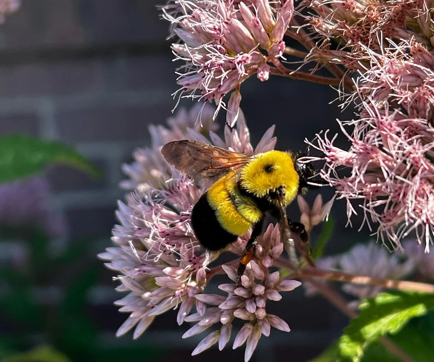 Citizen Science — Field Ecology