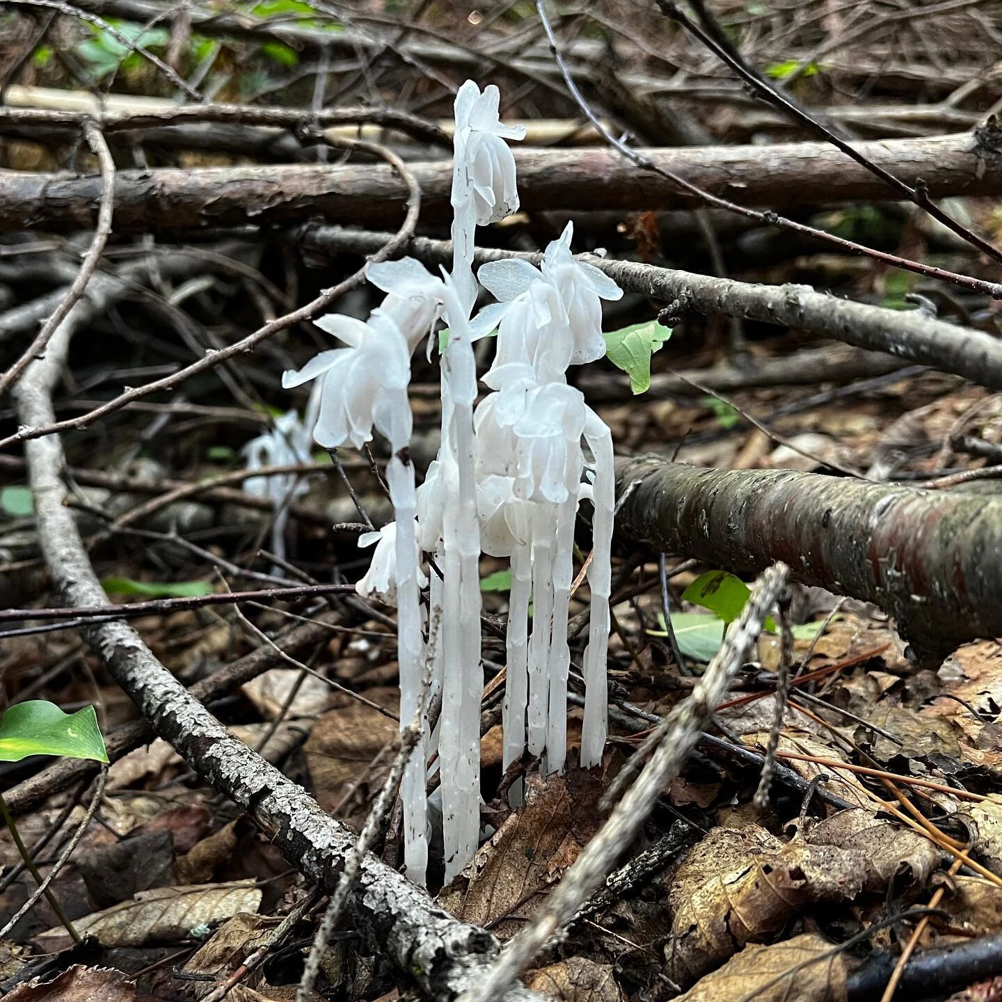 Citizen Science — Field Ecology