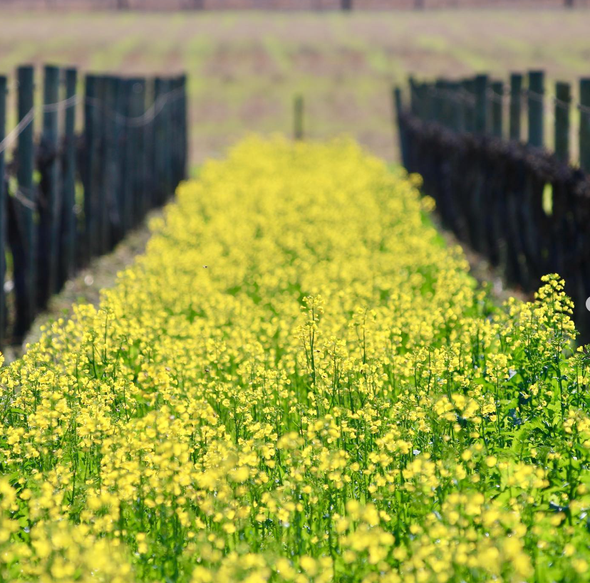 The Rylstone Classic