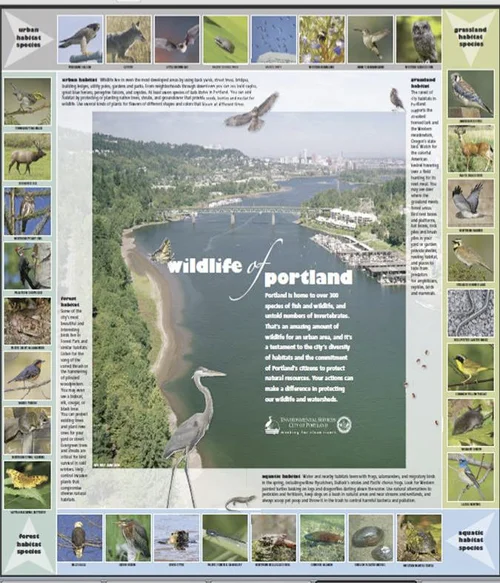 Souvlaki Coyote and Other Tales of Urban Wildlife — Portland Parks ...