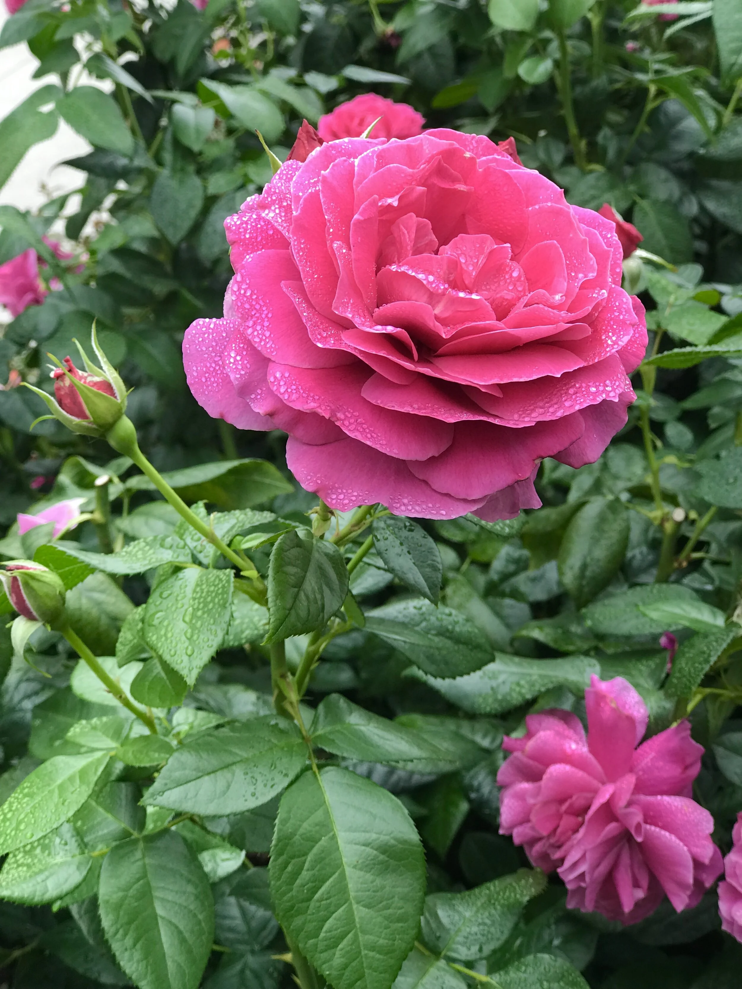 International Rose Test Garden — Portland Parks Foundation