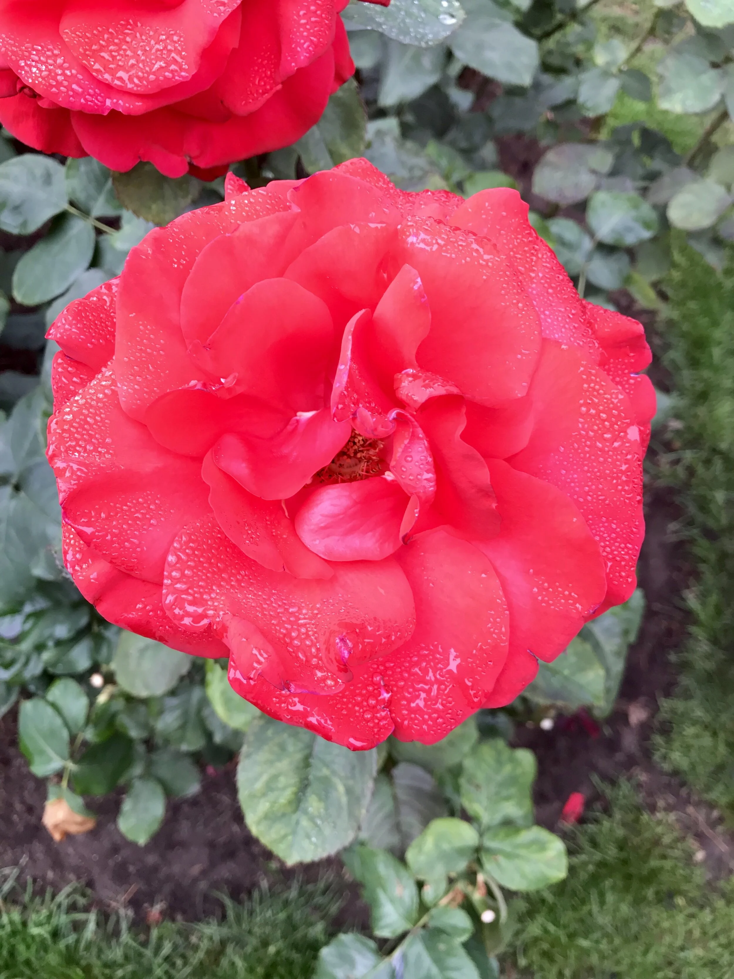 International Rose Test Garden — Portland Parks Foundation