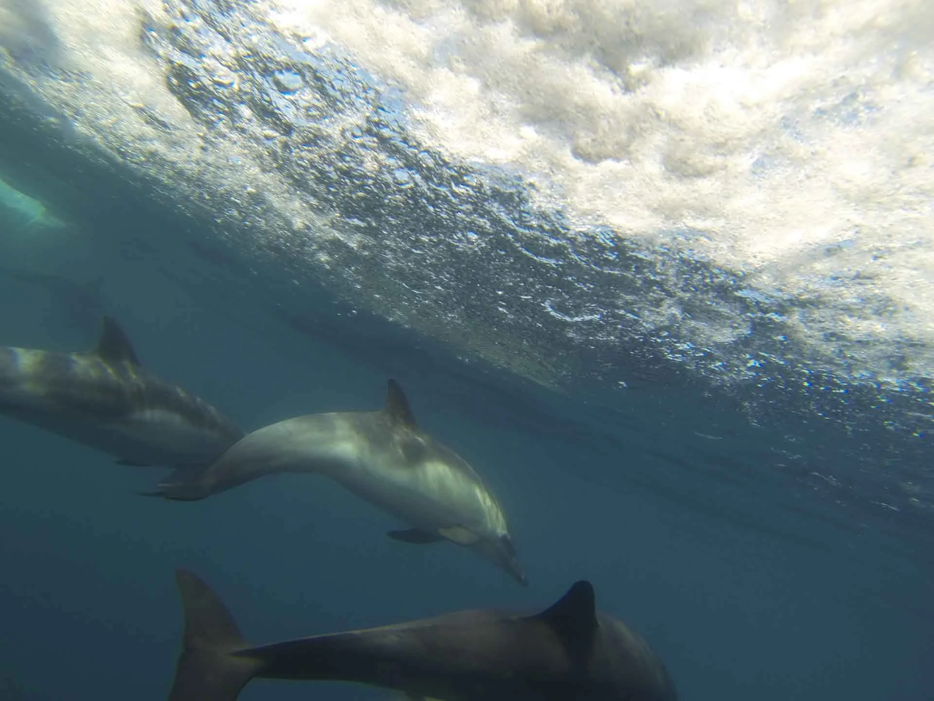 Overview — Sea life Discovery Tours