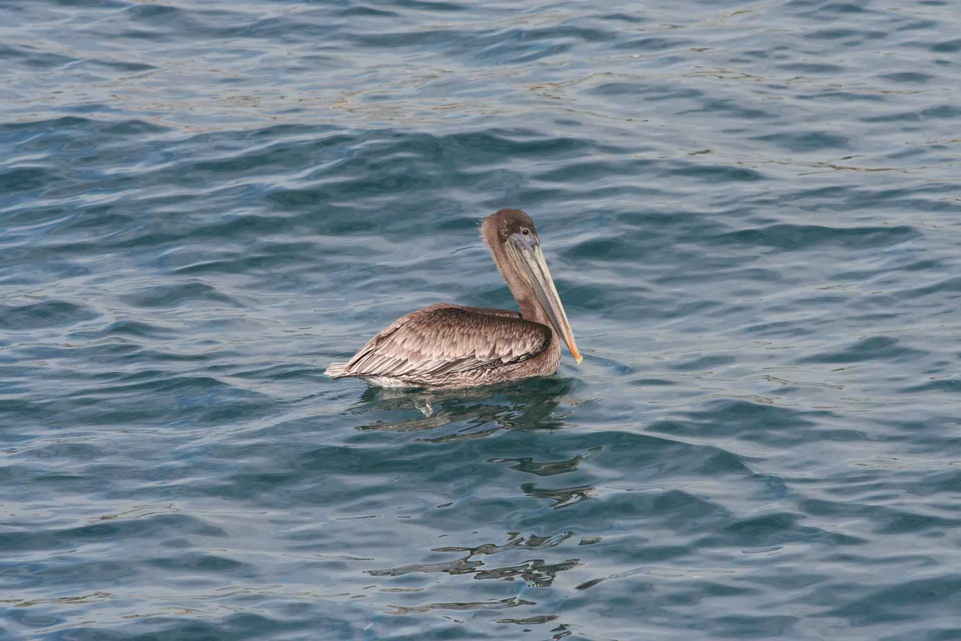 Overview — Sea life Discovery Tours