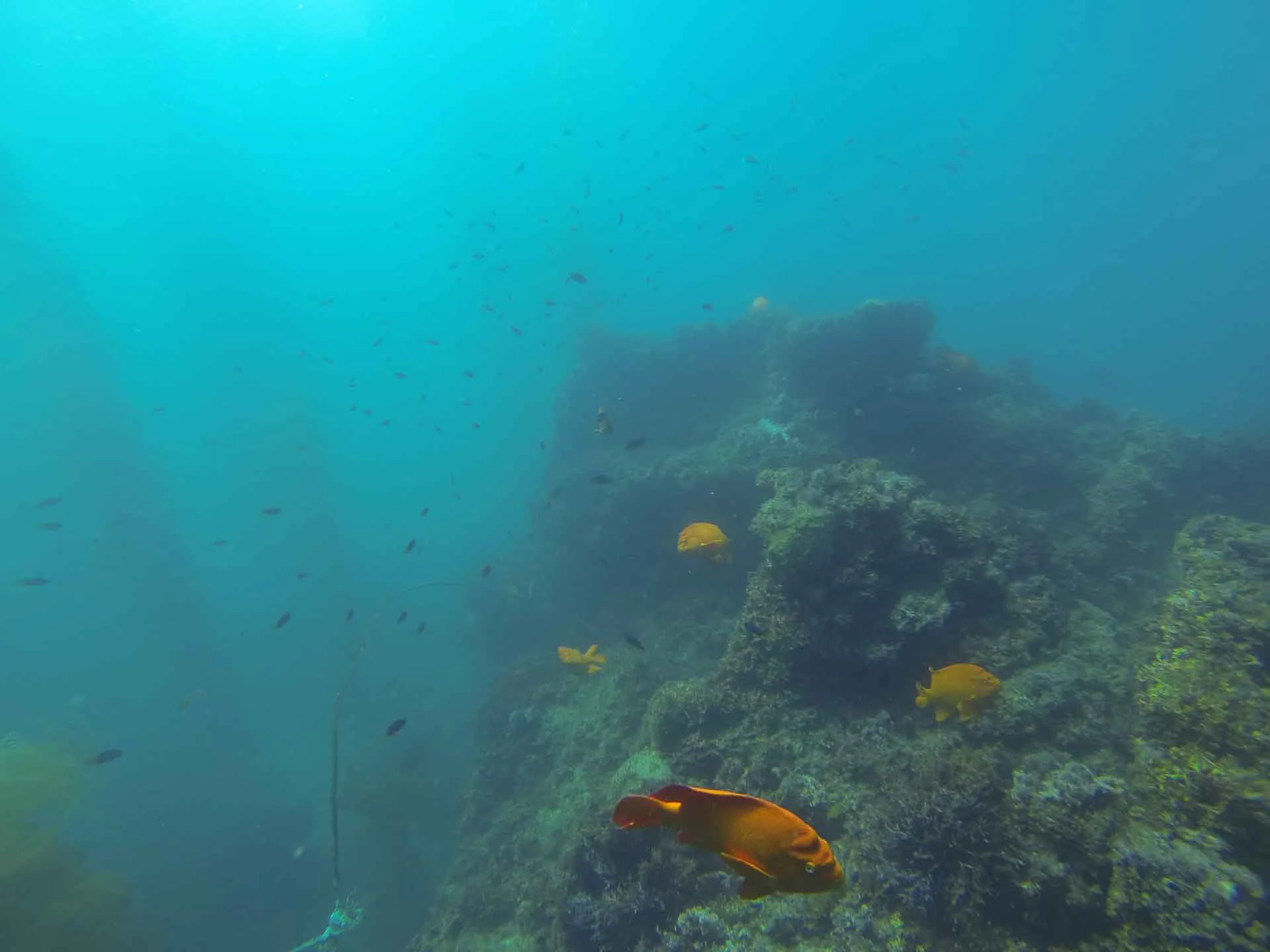 Overview — Sea life Discovery Tours