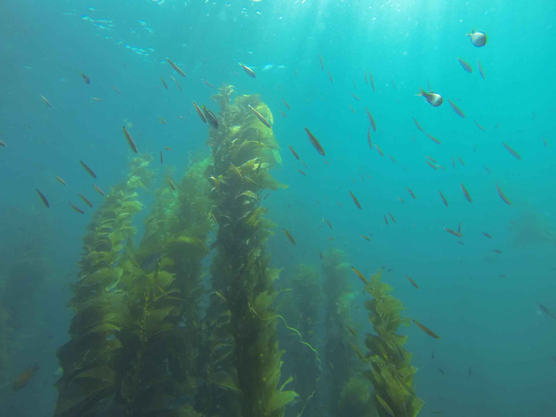 Overview — Sea life Discovery Tours