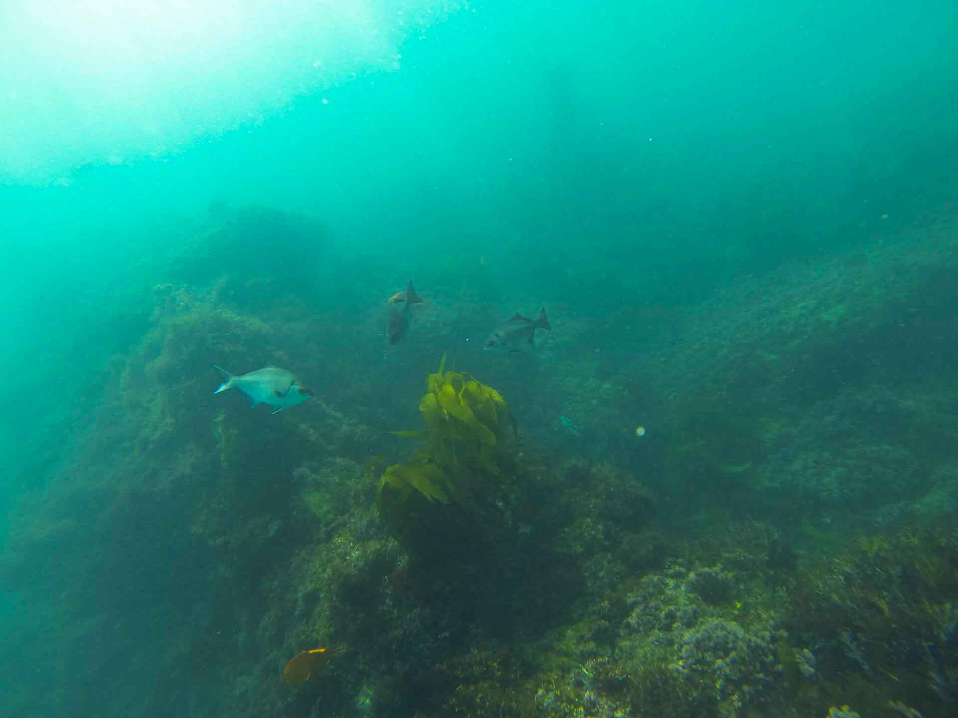 Overview — Sea life Discovery Tours