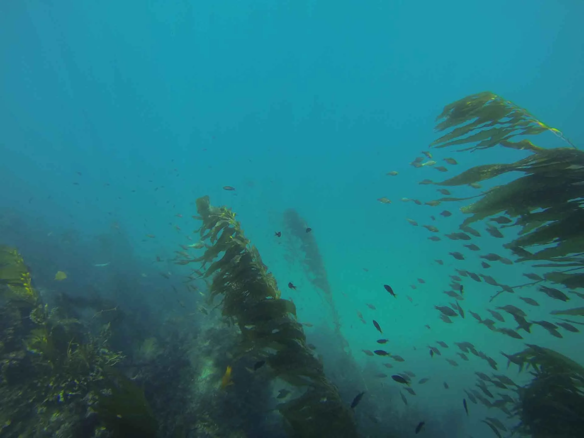 Overview — Sea life Discovery Tours