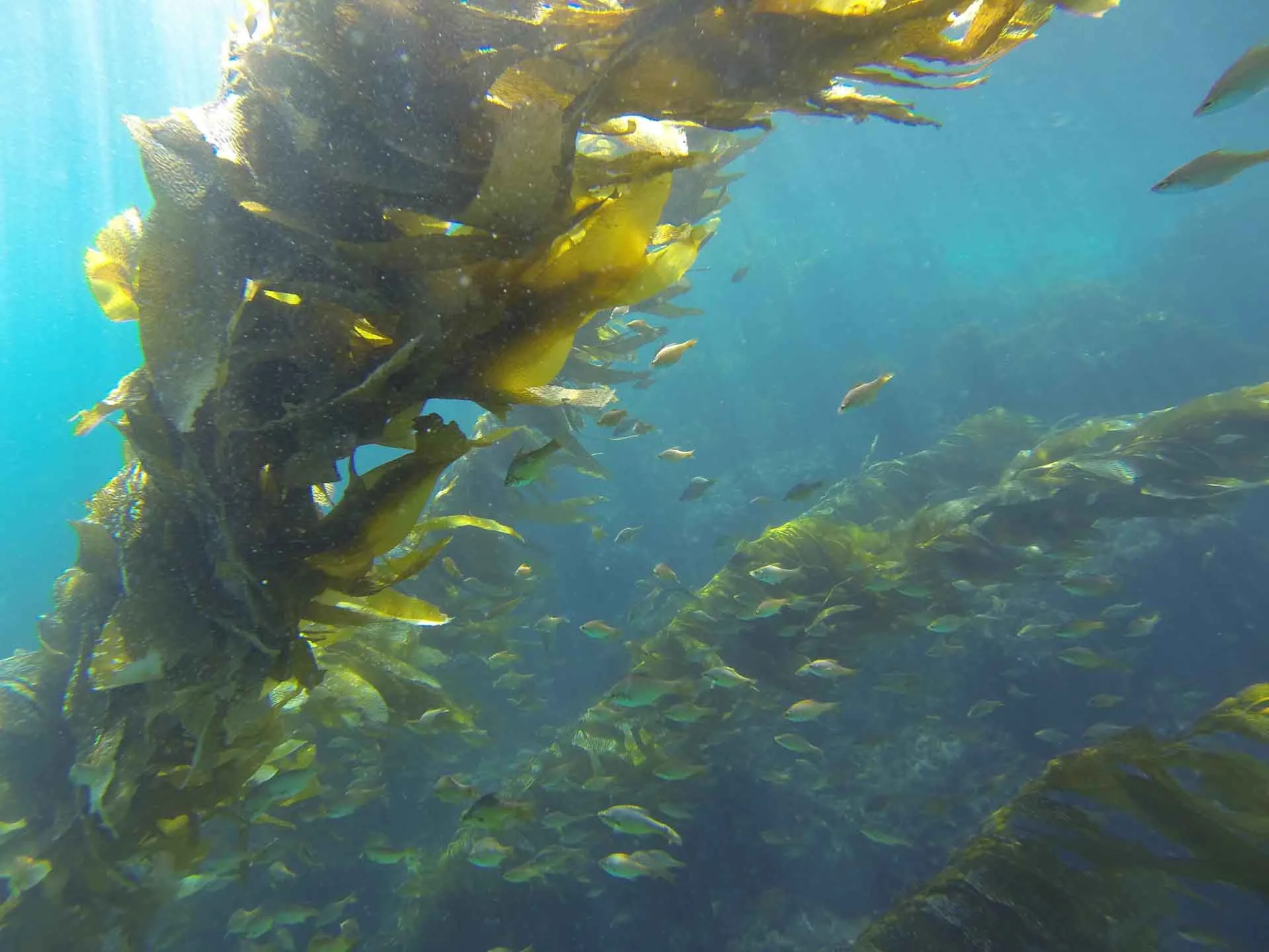 Overview — Sea life Discovery Tours