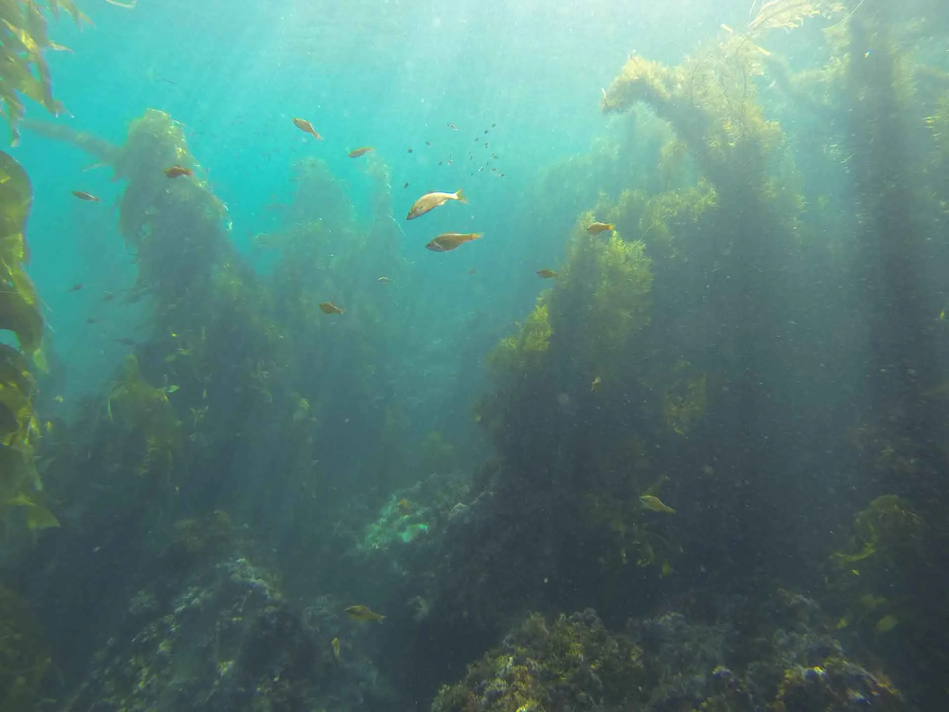 Overview — Sea life Discovery Tours