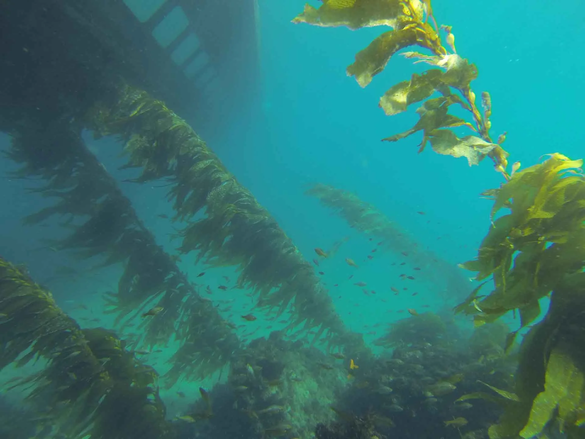 Overview — Sea life Discovery Tours