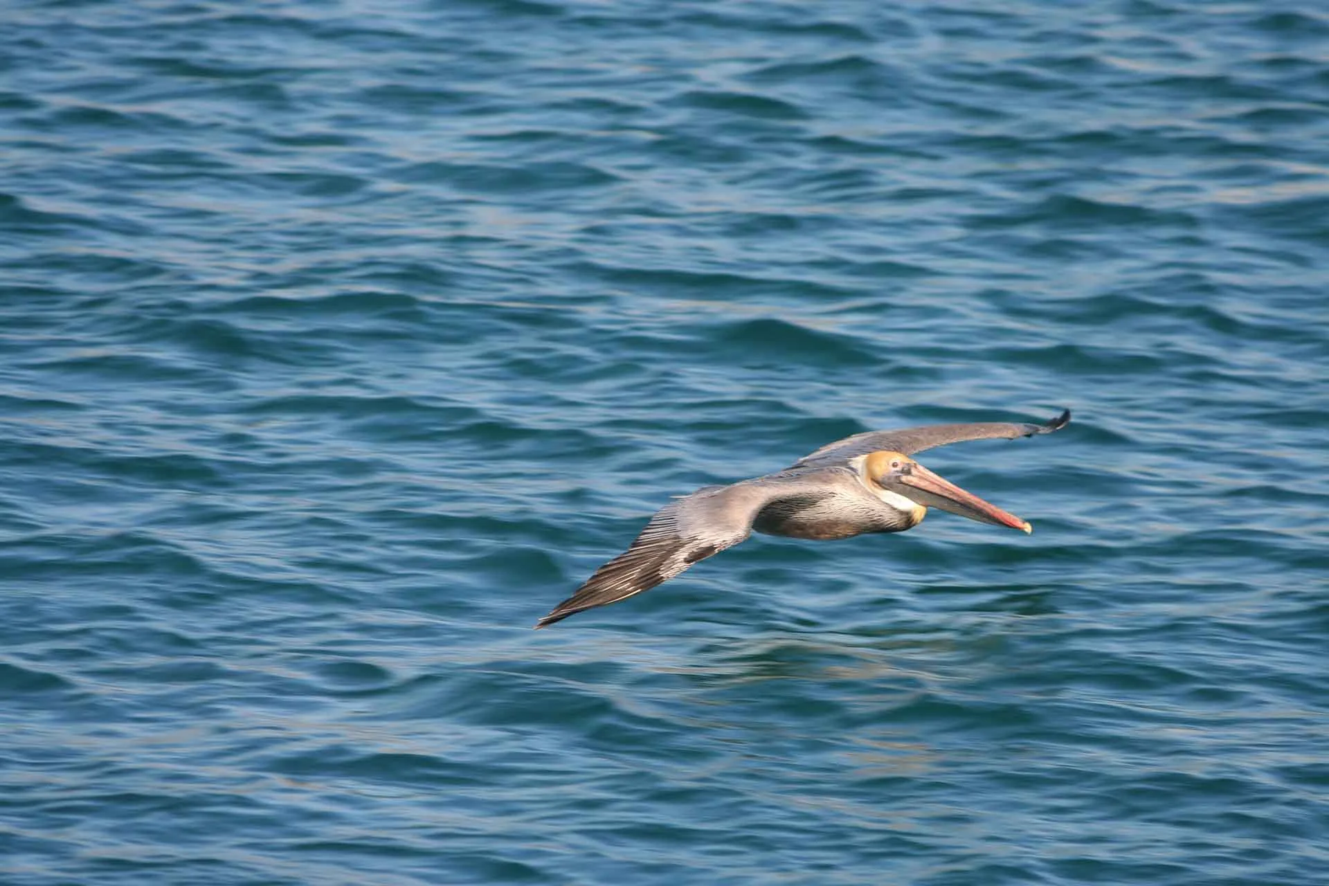 Overview — Sea life Discovery Tours