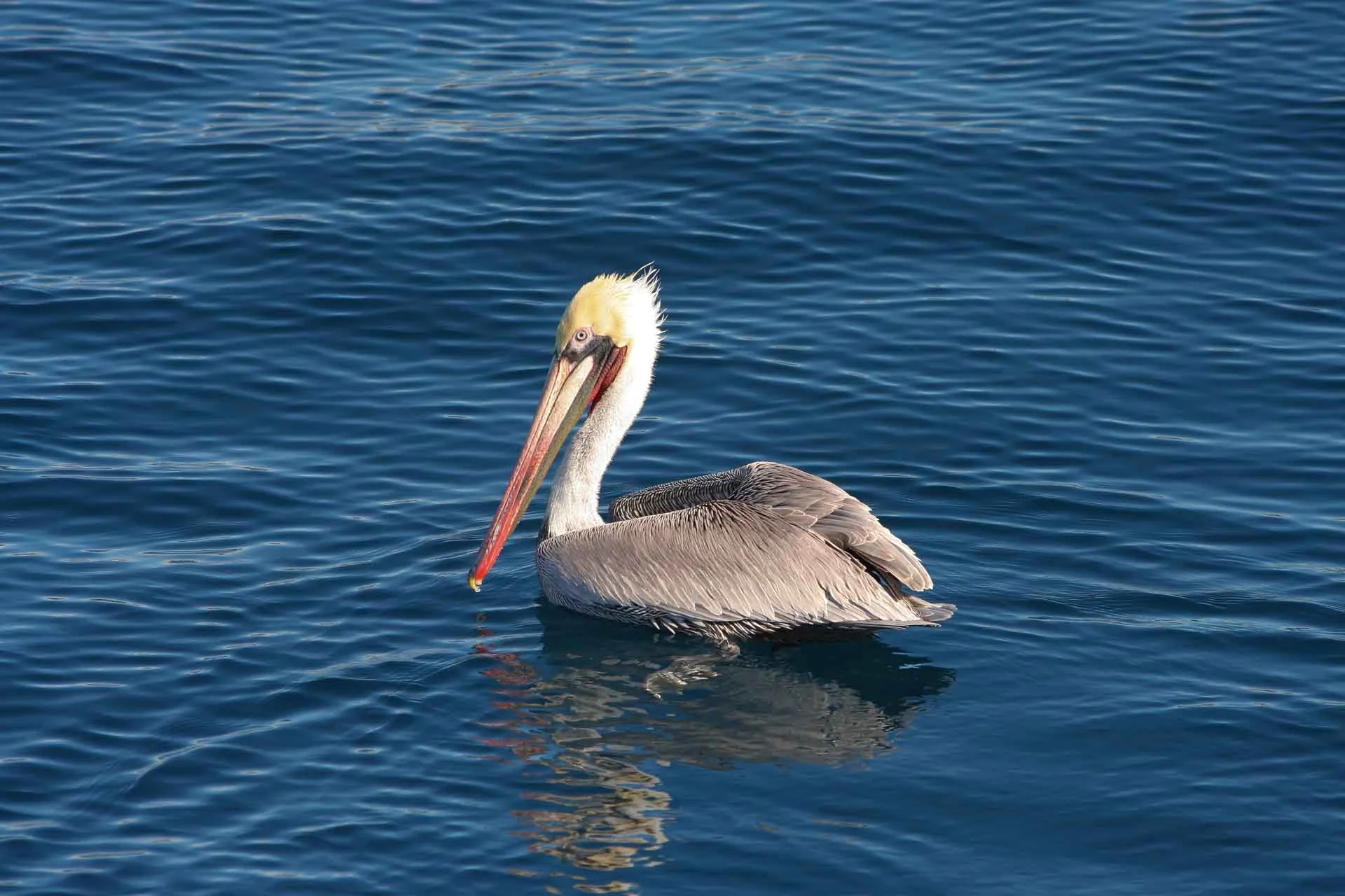 Overview — Sea life Discovery Tours