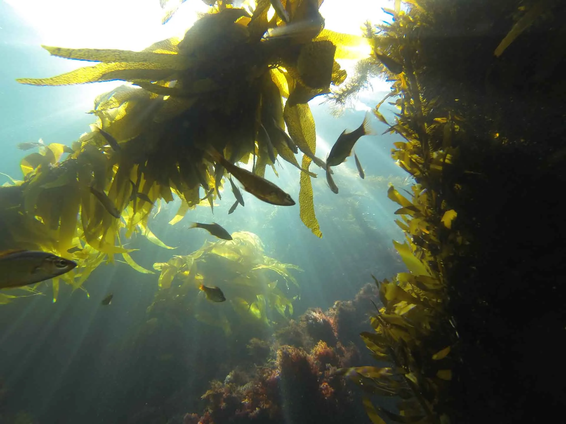 Overview — Sea life Discovery Tours