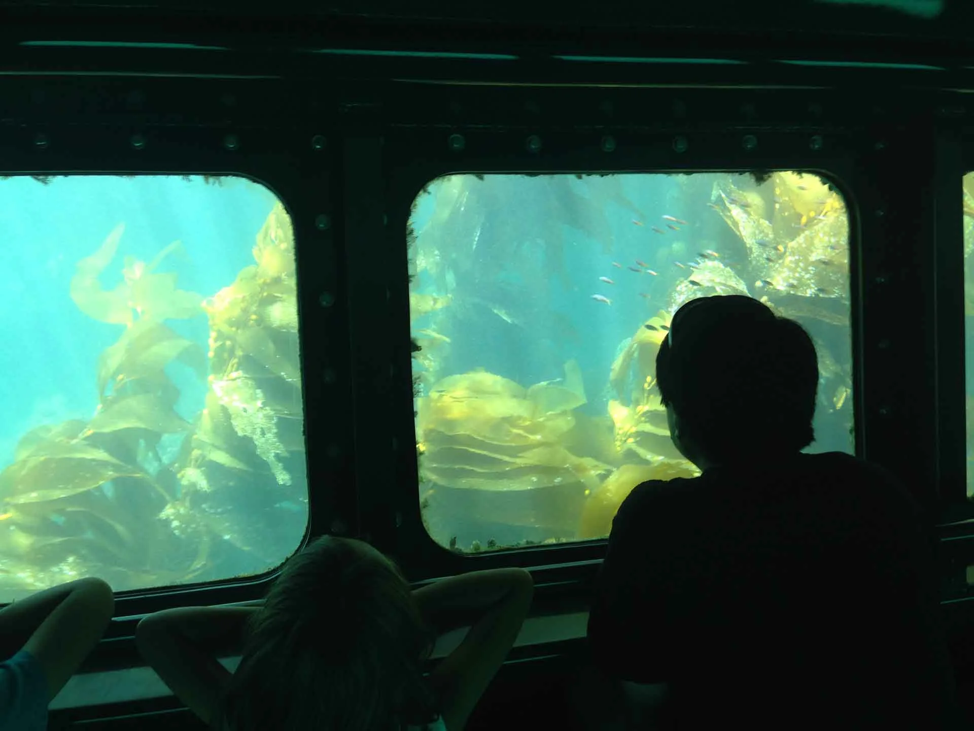 Overview — Sea life Discovery Tours