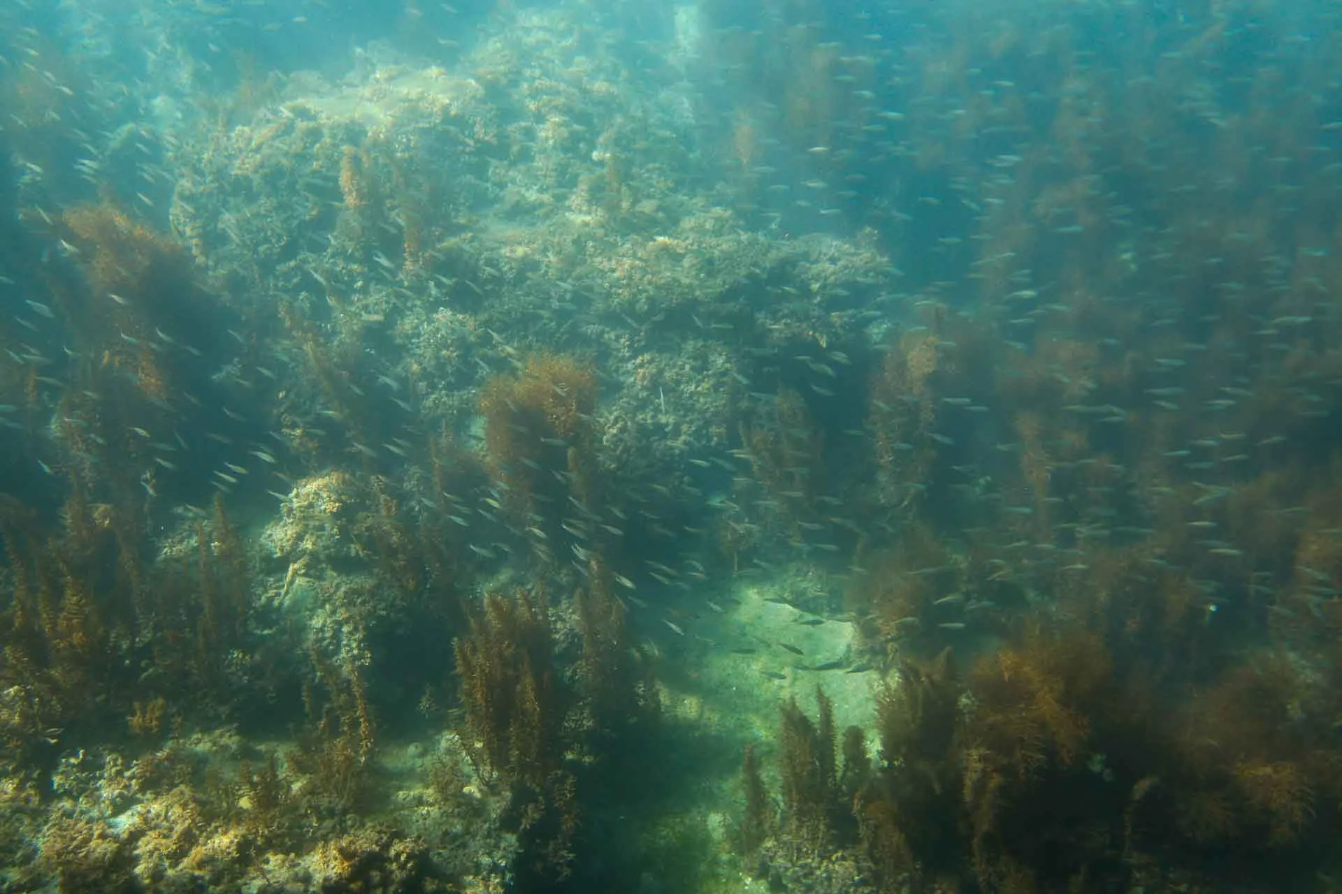 Overview — Sea life Discovery Tours