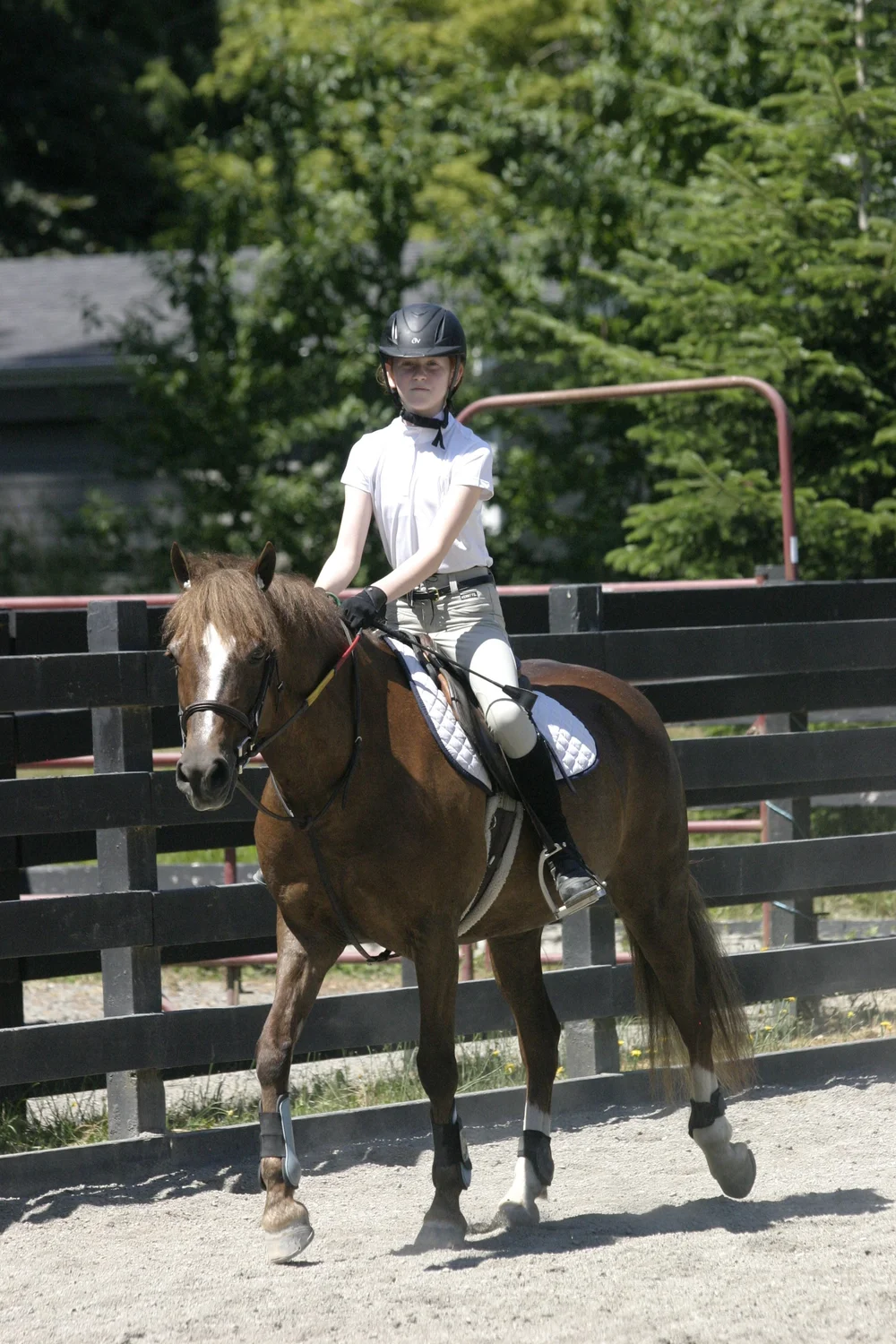 Riding Academy — Legacy Hunters & Jumpers Inc.