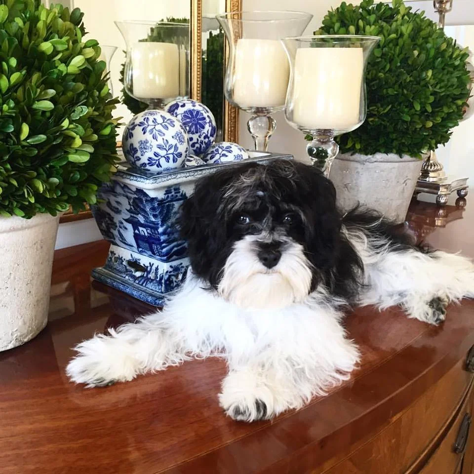 Meet Penny Lyons — Lyons Lifestyle