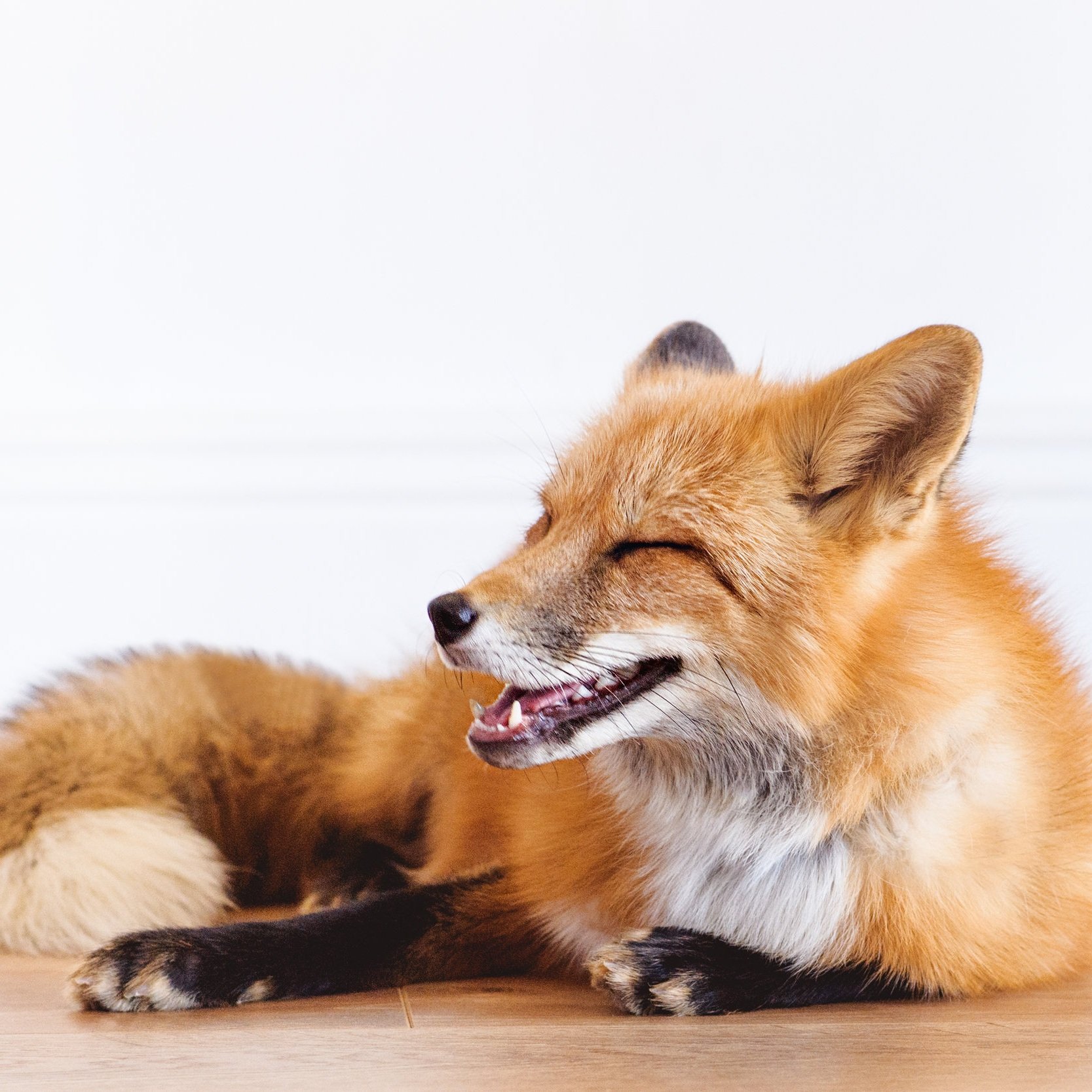 Red Foxes | Animal Conservation