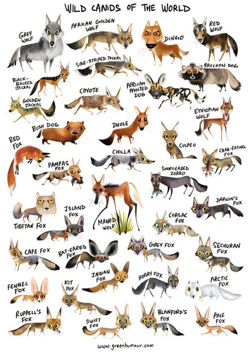 What's a Canid? | Animal Conservation