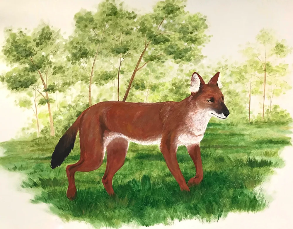 What's a Canid? | Animal Conservation