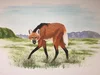 What's a Canid? | Animal Conservation