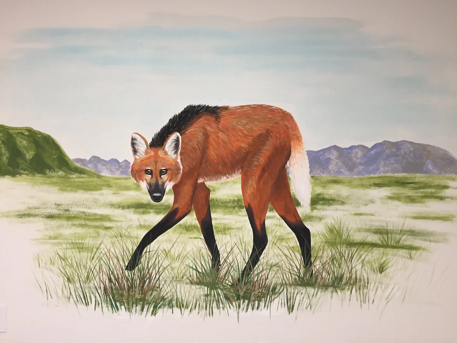 What's a Canid? | Animal Conservation